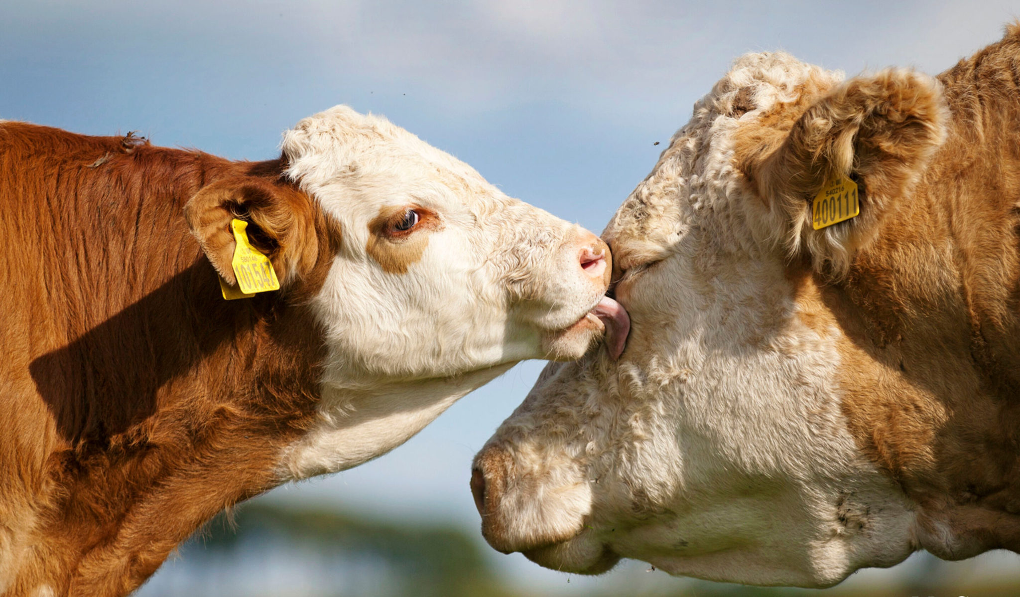 baltata_romaneasca - Primaria Comunei Bacia